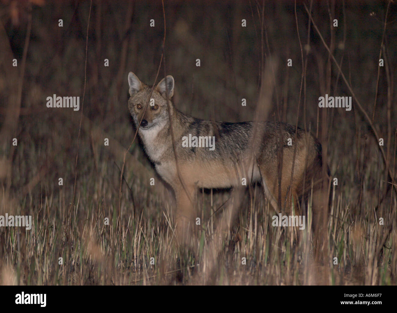 Cuon alpinus thailand hi-res stock photography and images - Alamy