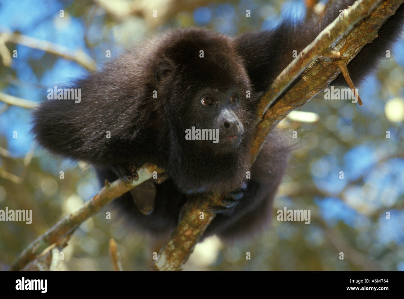 MEXICAN BLACK HOWLER MONKEY (Alouatta pigra) Endangered, COMMUNITY ...