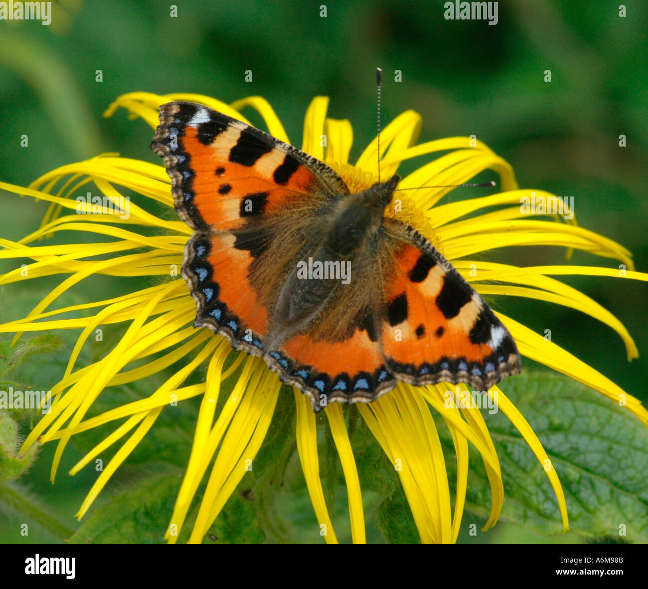 Bright small tortoiseshell hi-res stock photography and images - Alamy