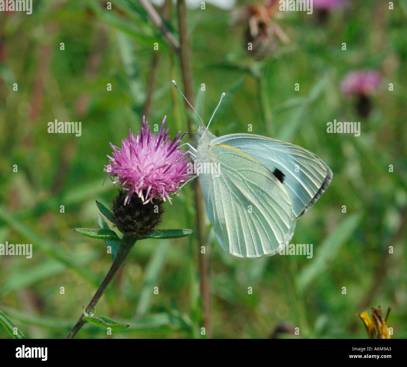 Large White butterfly Stock Photo - Alamy