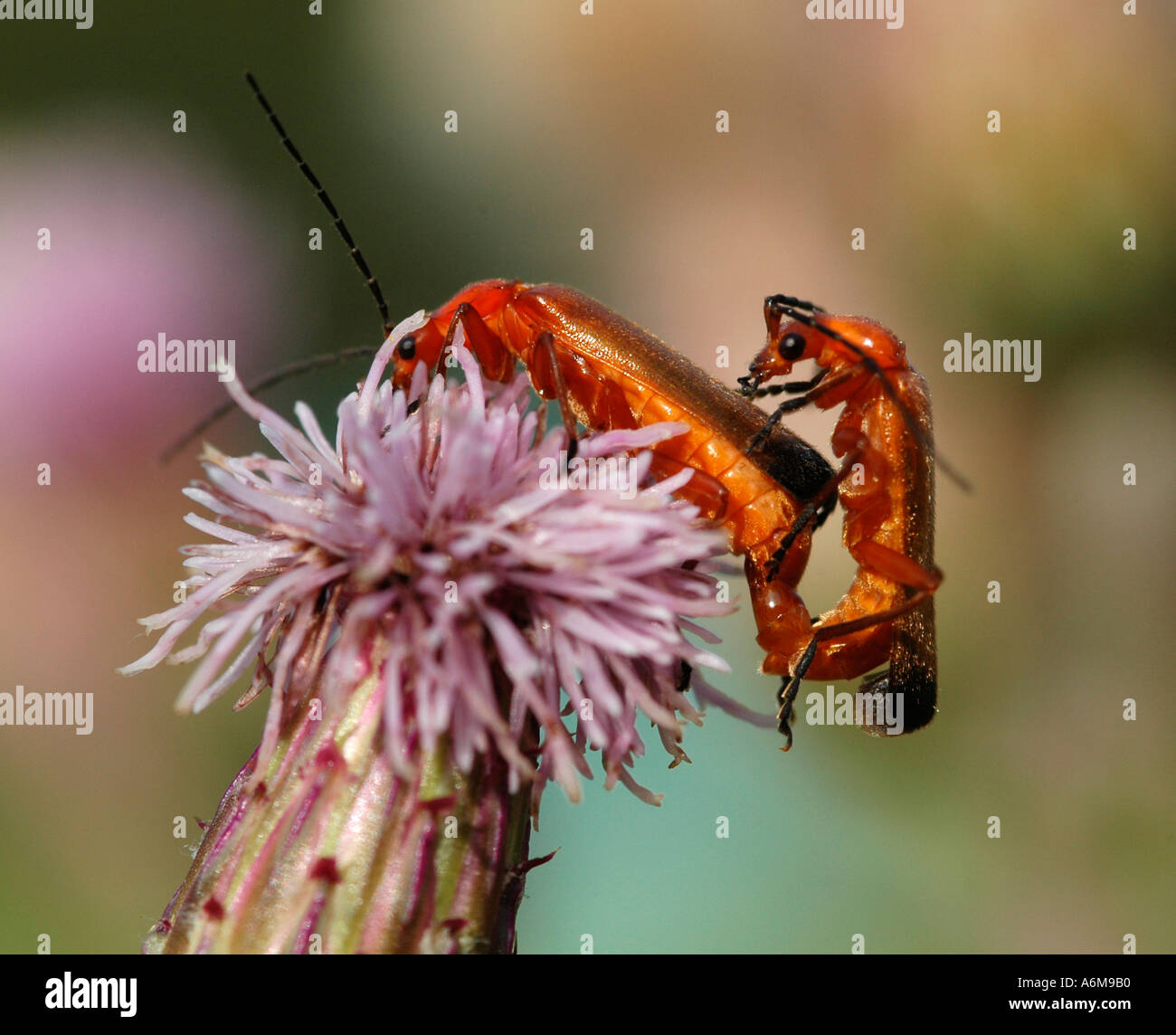 Red soldier beetles mating hi-res stock photography and images - Alamy