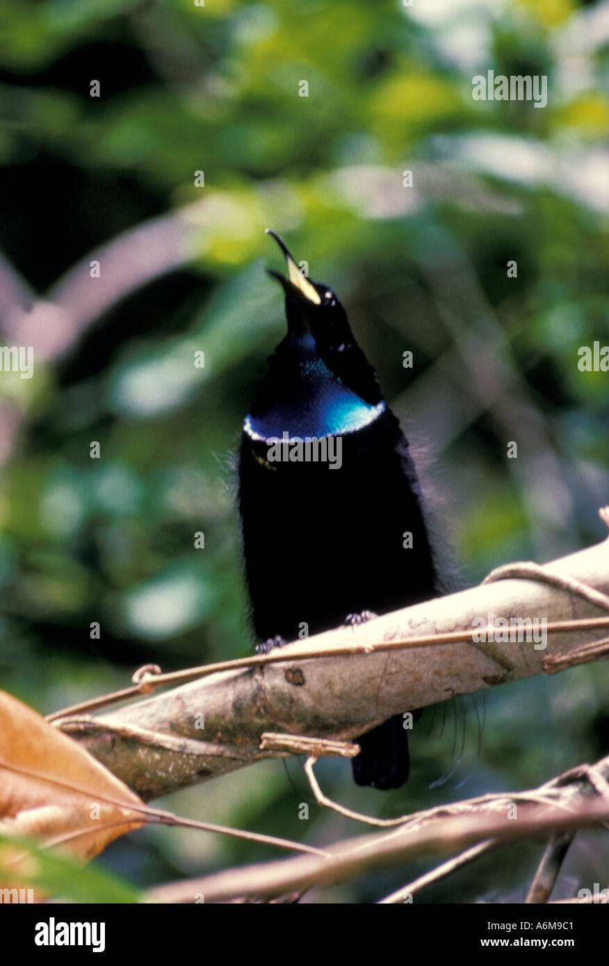 Magnificent riflebird hi-res stock photography and images - Alamy