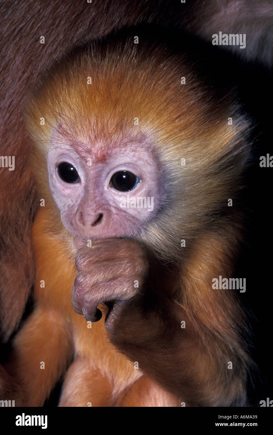 MAMMAL MONKEY Langur Stock Photo - Alamy