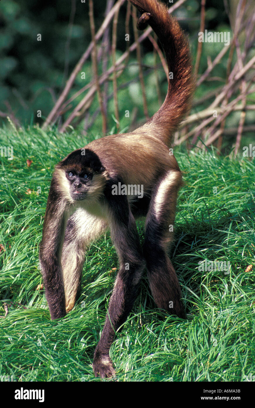 MAMMAL MONKEY Spider Stock Photo - Alamy