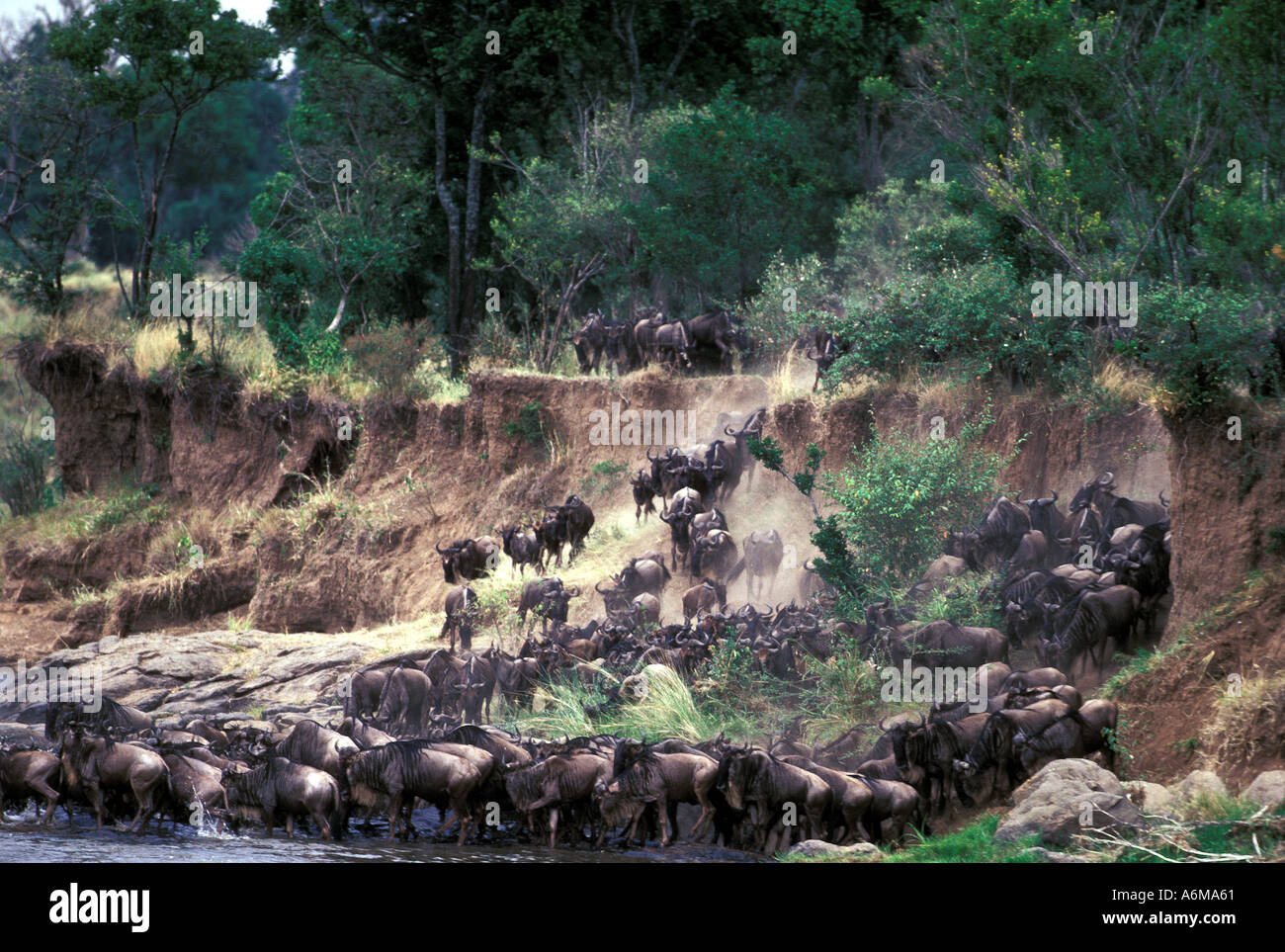 MAMMAL GNU Migration Stock Photo - Alamy