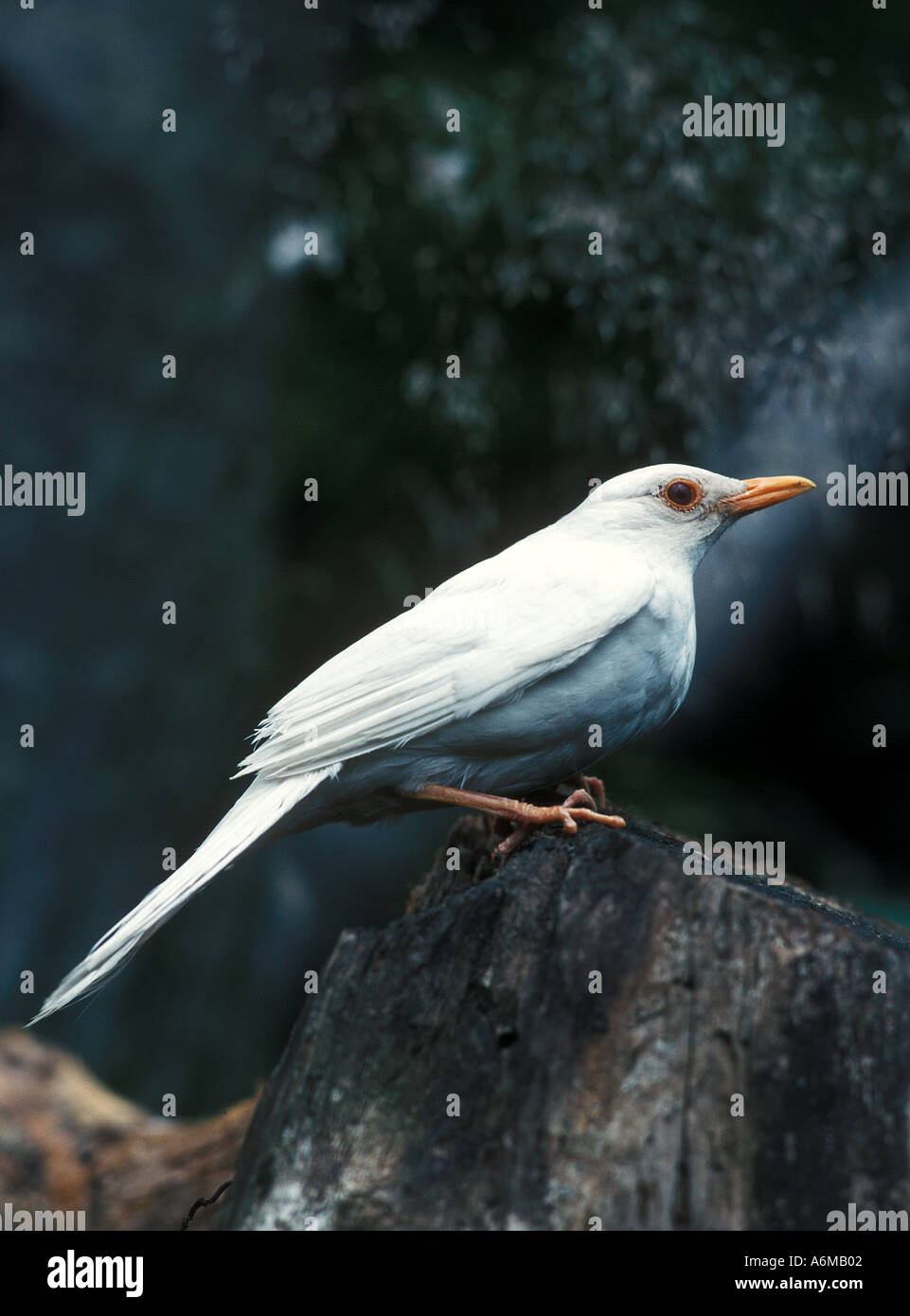 BIRD ALBINO Blackbird Stock Photo - Alamy