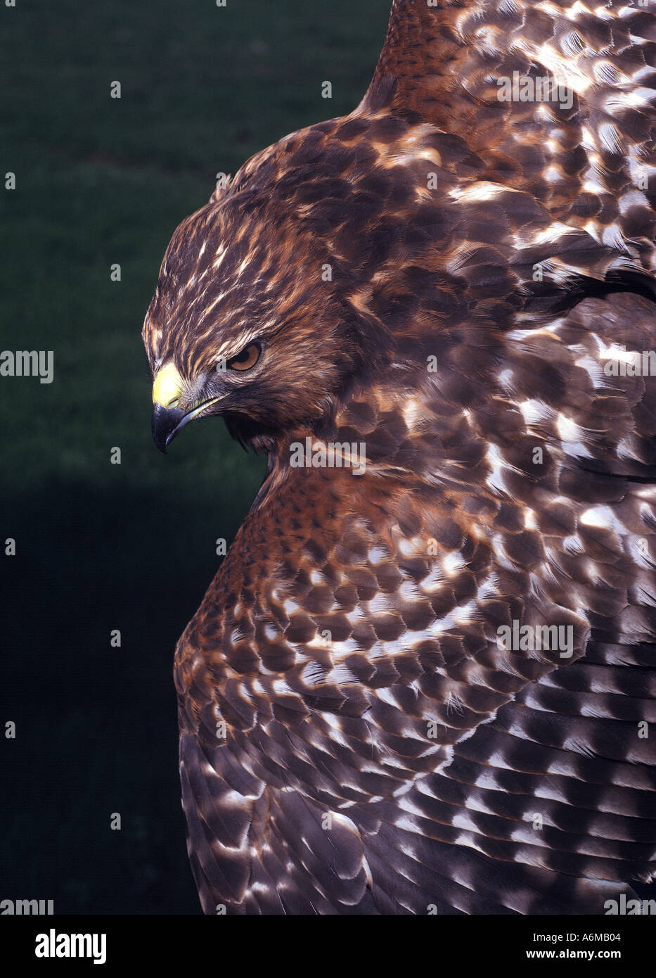 BIRD HAWK Red shouldered Stock Photo - Alamy