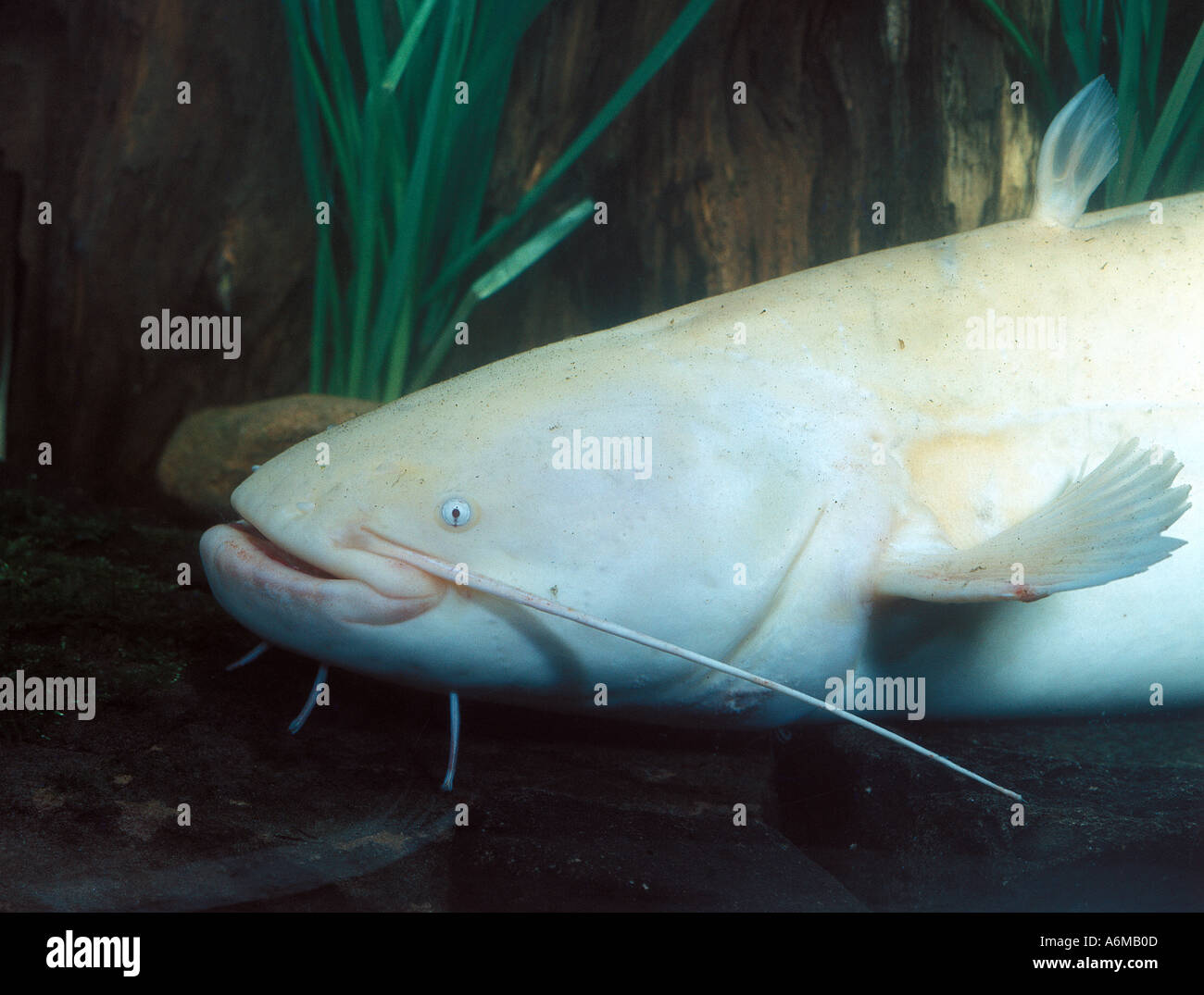 MARINE ALBINO Wels Stock Photo - Alamy
