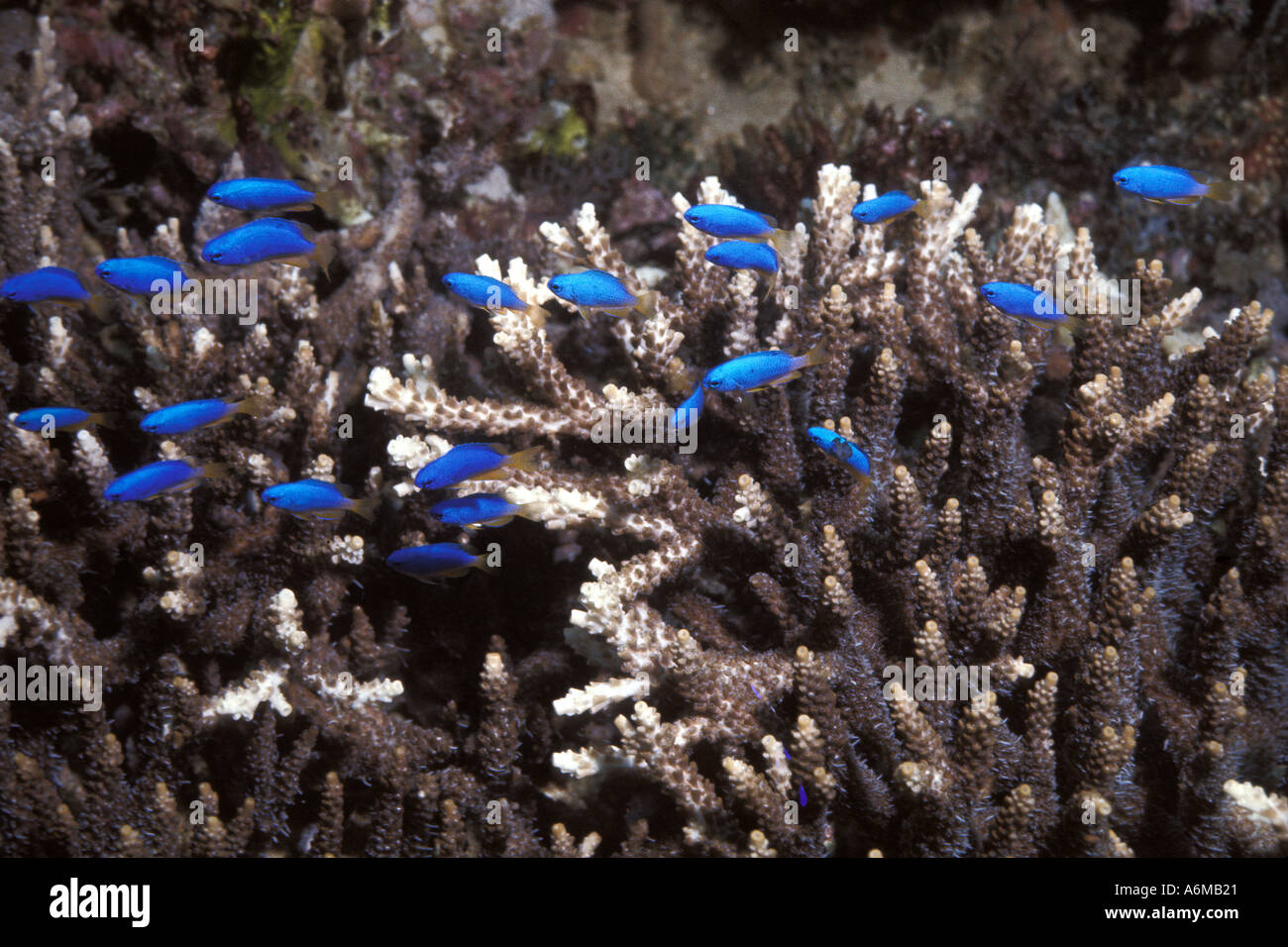 MARINE DAMSEL FISH Stock Photo - Alamy