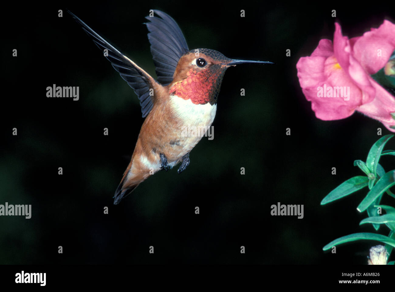 BIRD HUMMINGBIRD Rufus Stock Photo - Alamy
