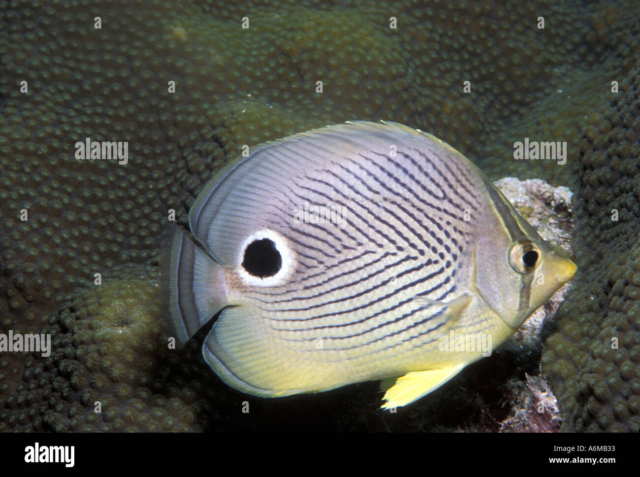 MARINE BUTTERFLY FISH Four Eye Stock Photo - Alamy
