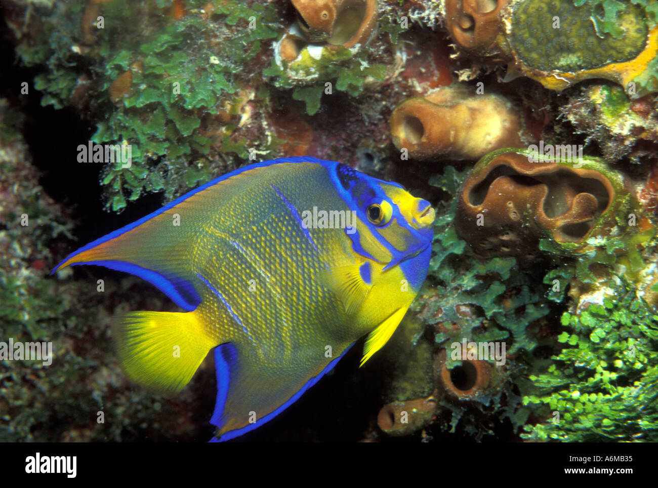 MARINE ANGELFISH Queen Stock Photo - Alamy