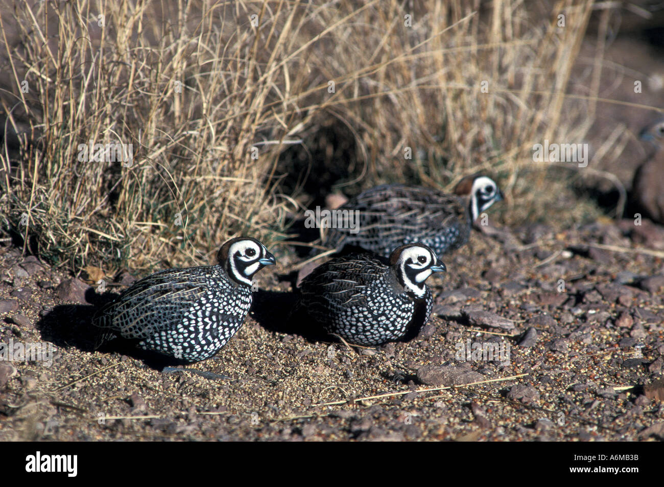 Montezuma quail hi-res stock photography and images - Alamy