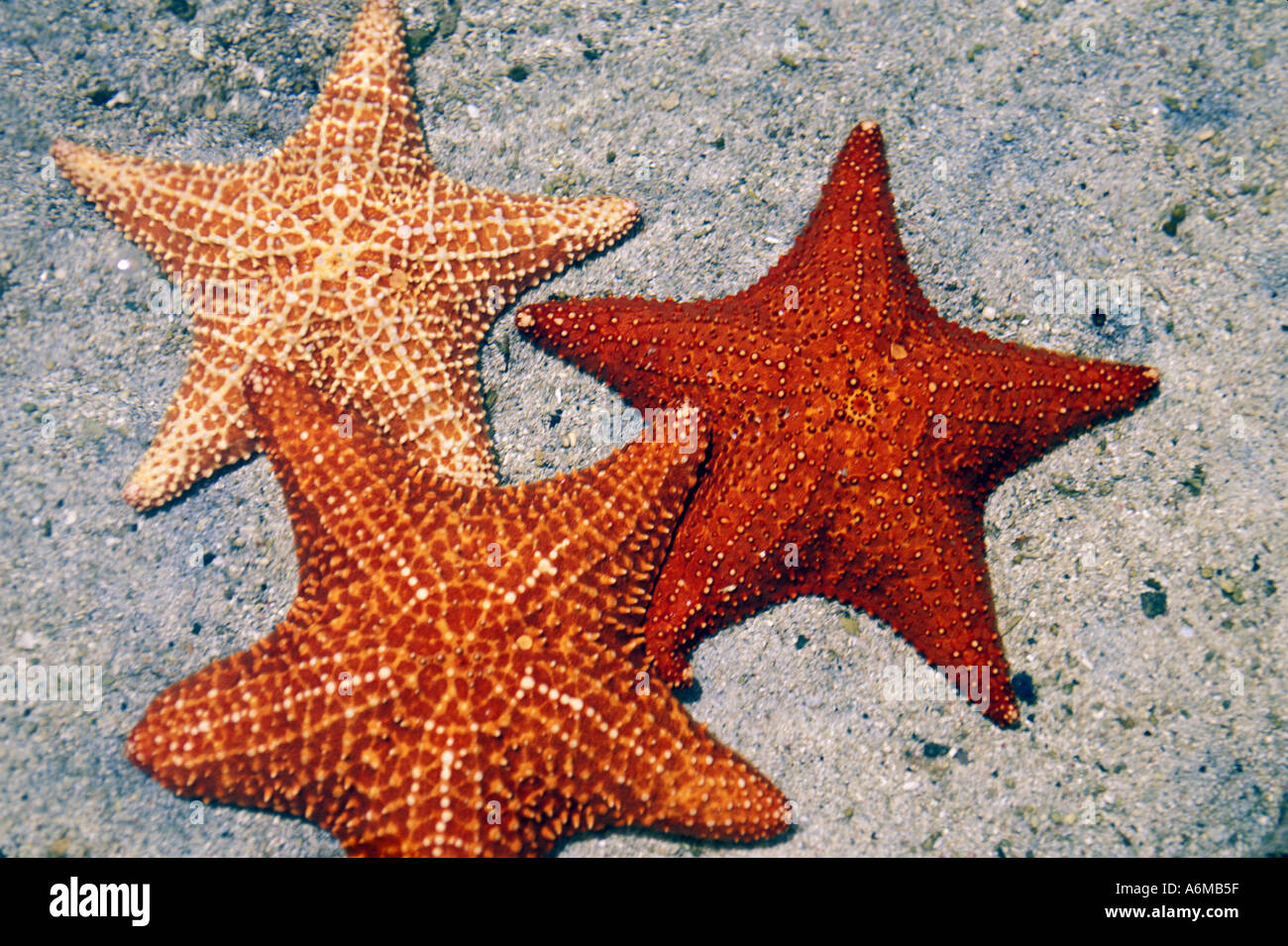 INVERTEBRATE STARFISH Stock Photo: 2149214 - Alamy