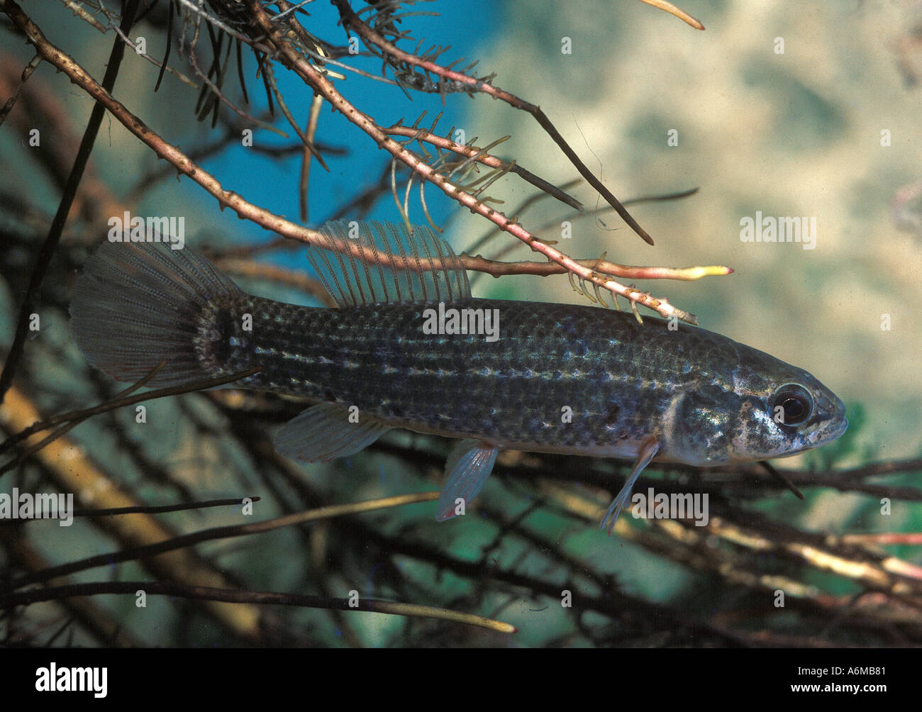 MARINE MINNOW Mud Stock Photo - Alamy
