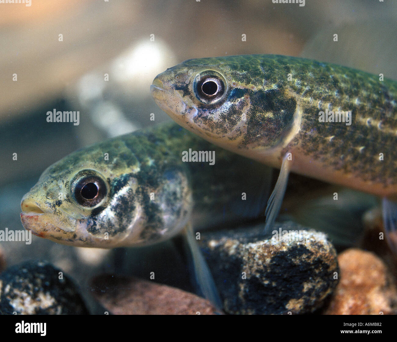 MARINE MINNOW Mud Stock Photo - Alamy