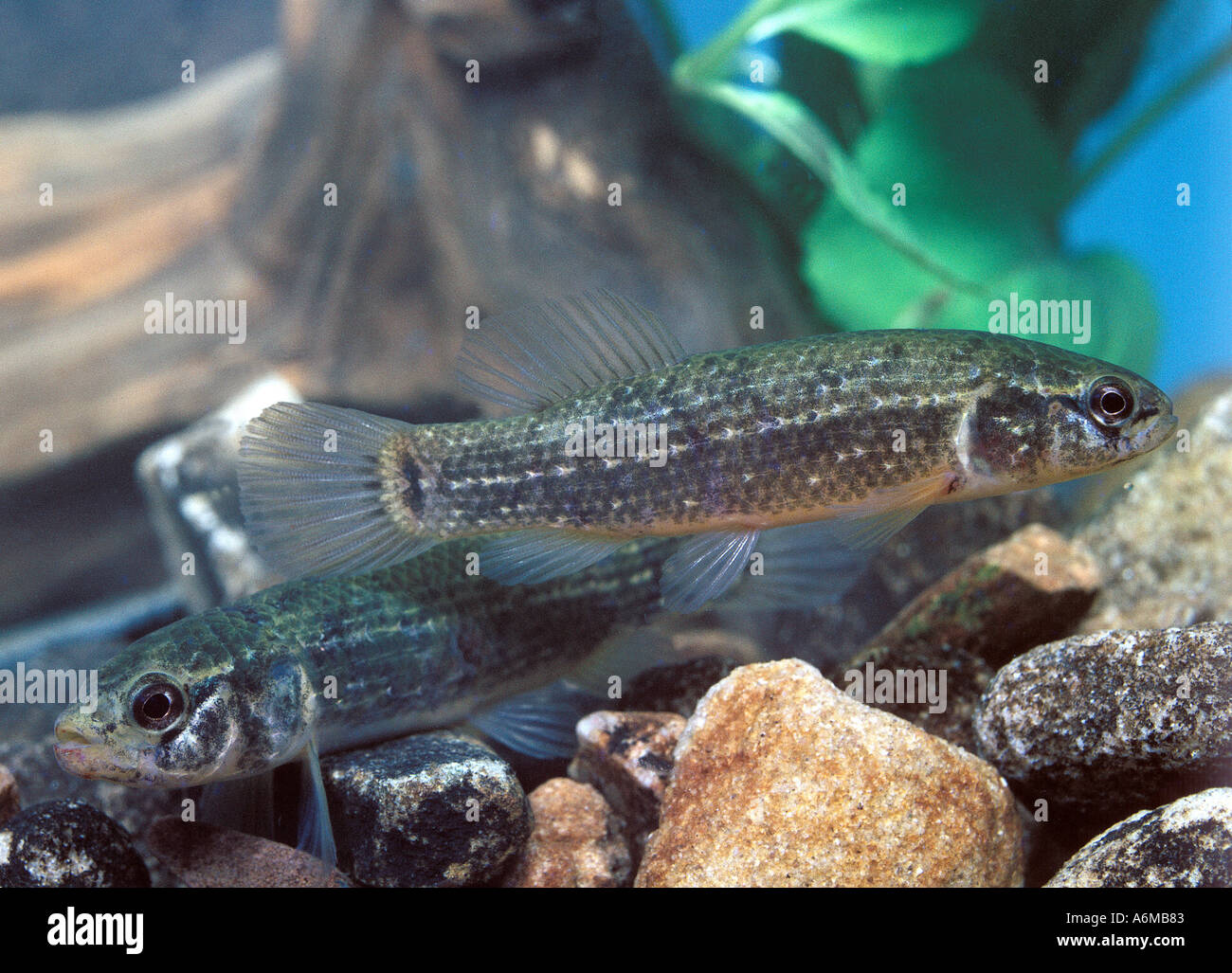 MARINE MINNOW Mud Stock Photo - Alamy