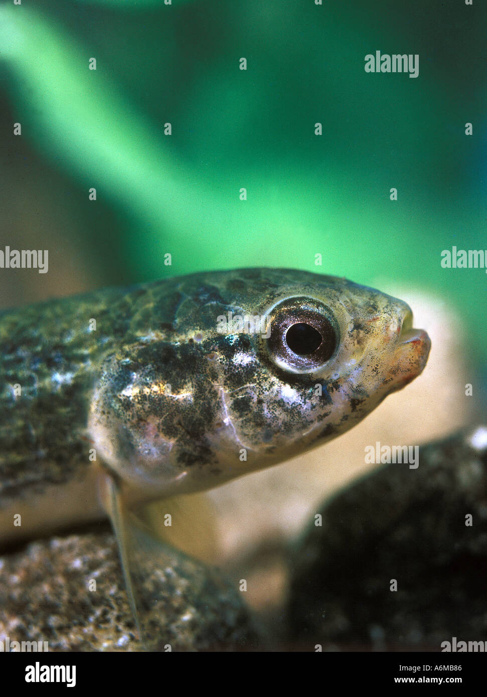 MARINE MINNOW Mud Stock Photo - Alamy