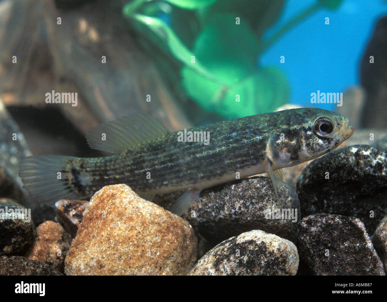 MARINE MINNOW Mud Stock Photo - Alamy