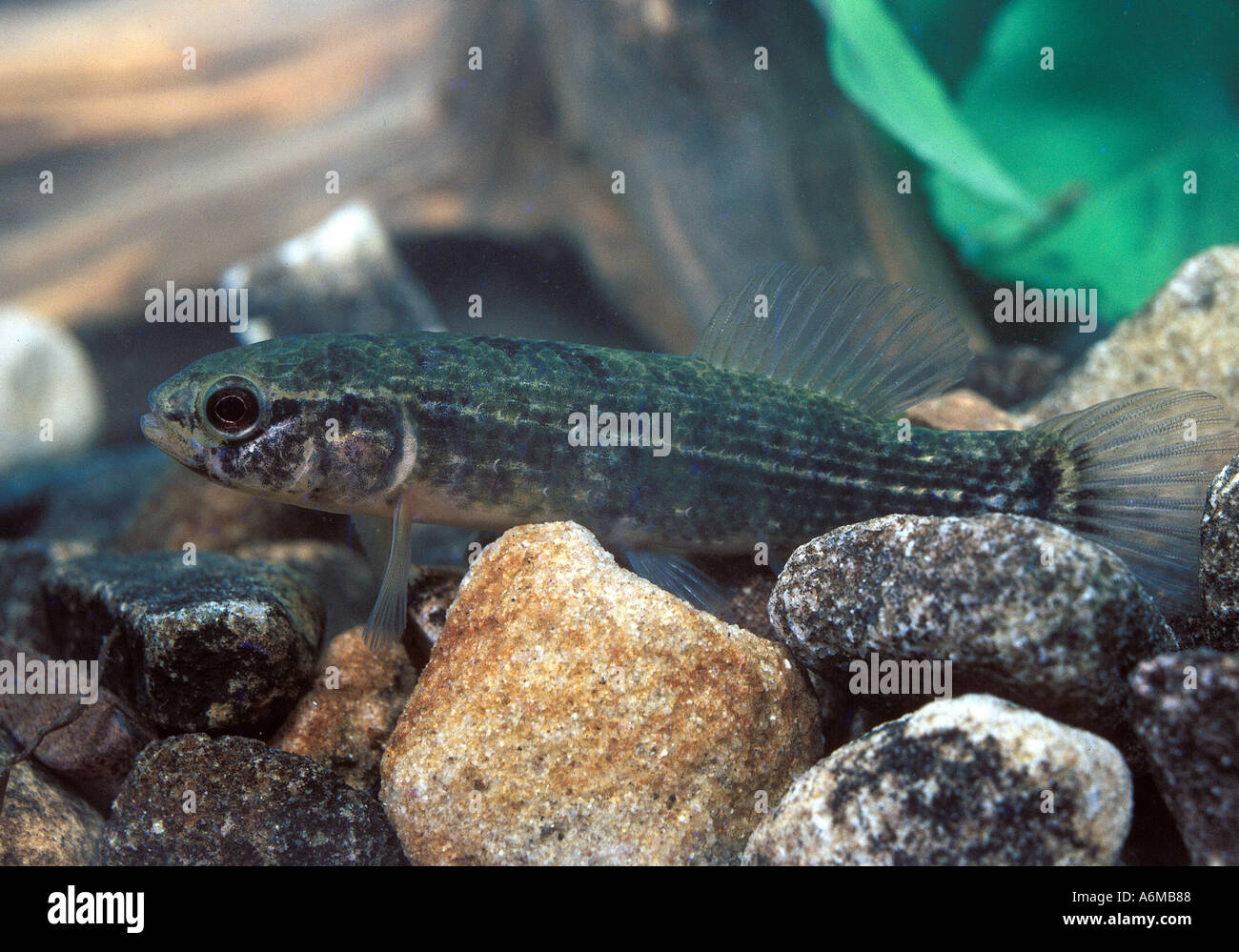 MARINE MINNOW Mud Stock Photo - Alamy