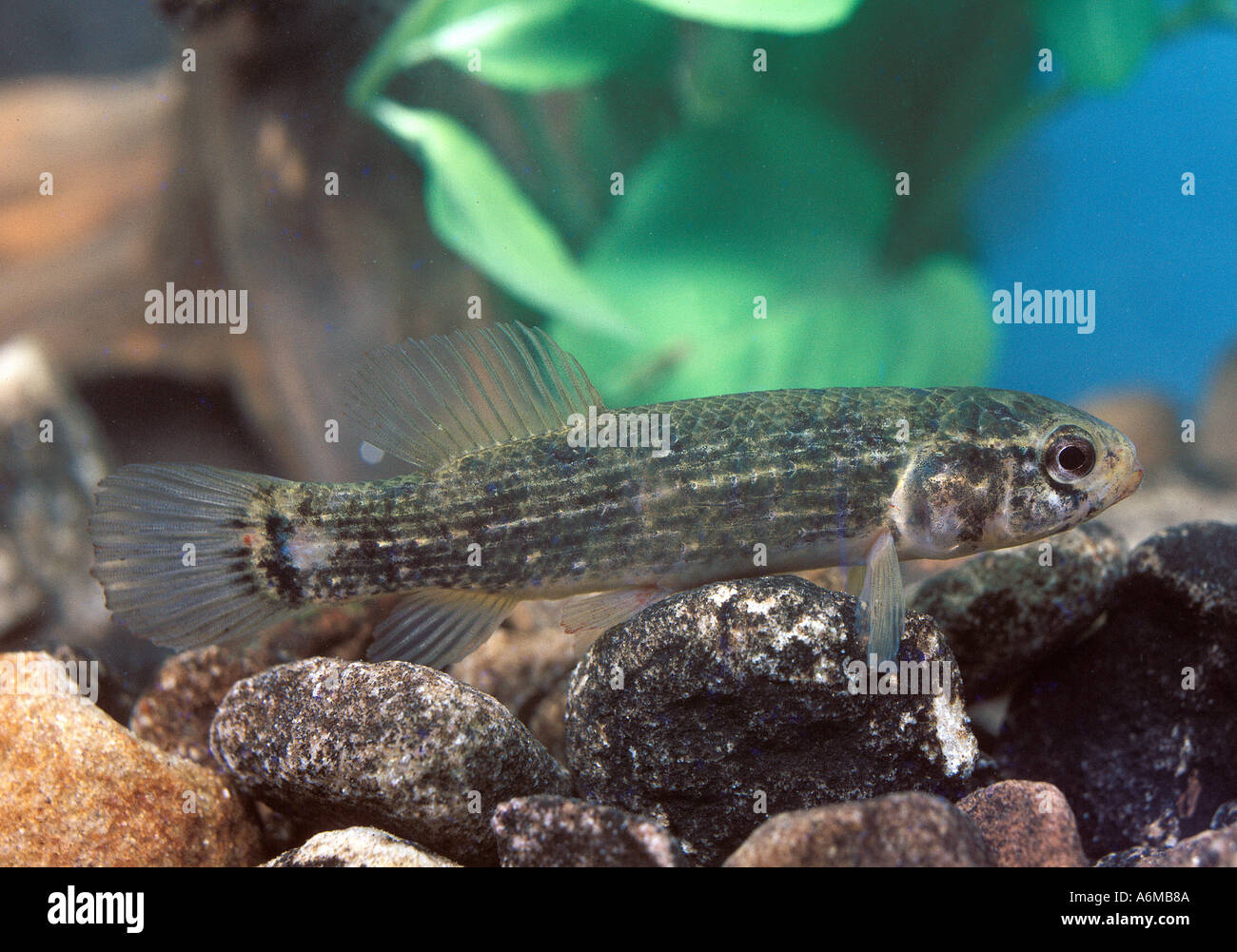 MARINE MINNOW Mud Stock Photo - Alamy