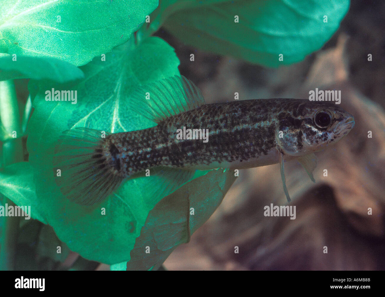 MARINE MINNOW Mud Stock Photo - Alamy