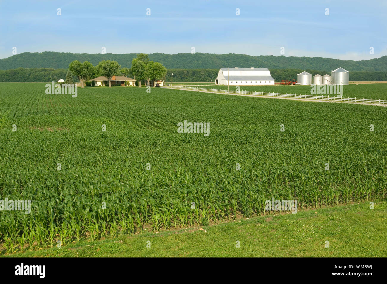 Field of corn and farmstead in southern Illinois Stock Photo - Alamy