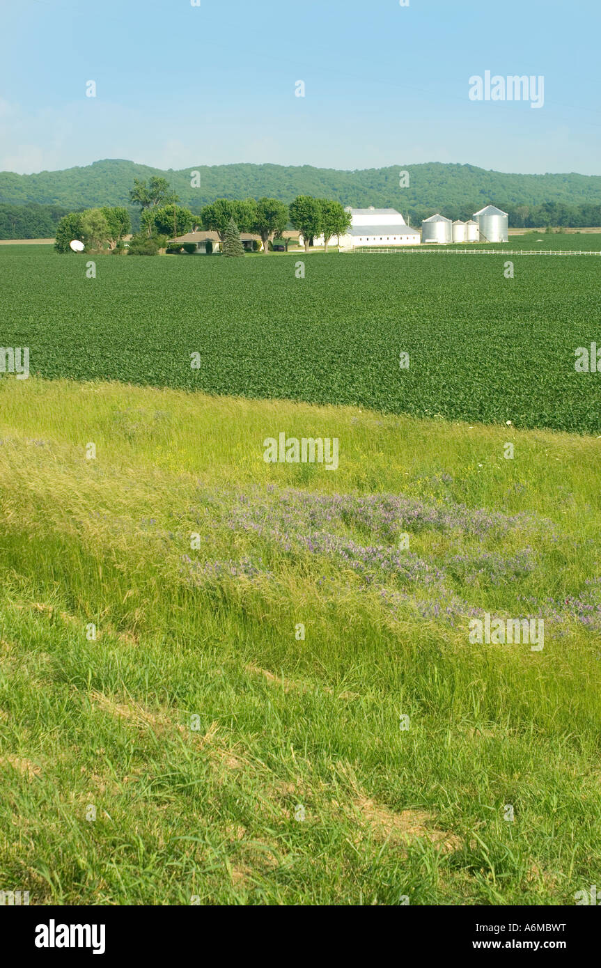 Field of corn and farmstead in southern Illinois Stock Photo - Alamy