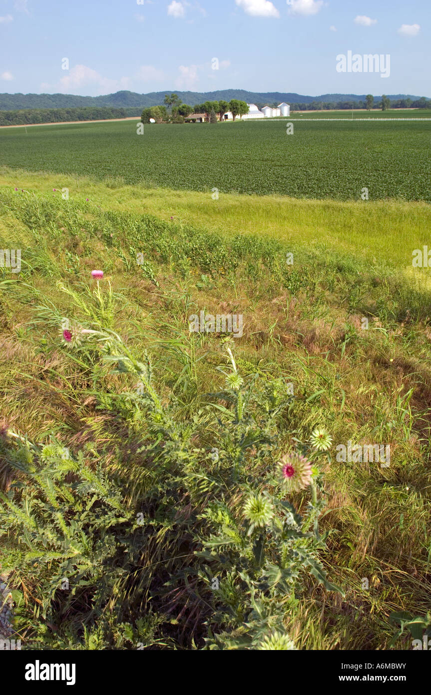 Field of corn and farmstead in southern Illinois Stock Photo - Alamy