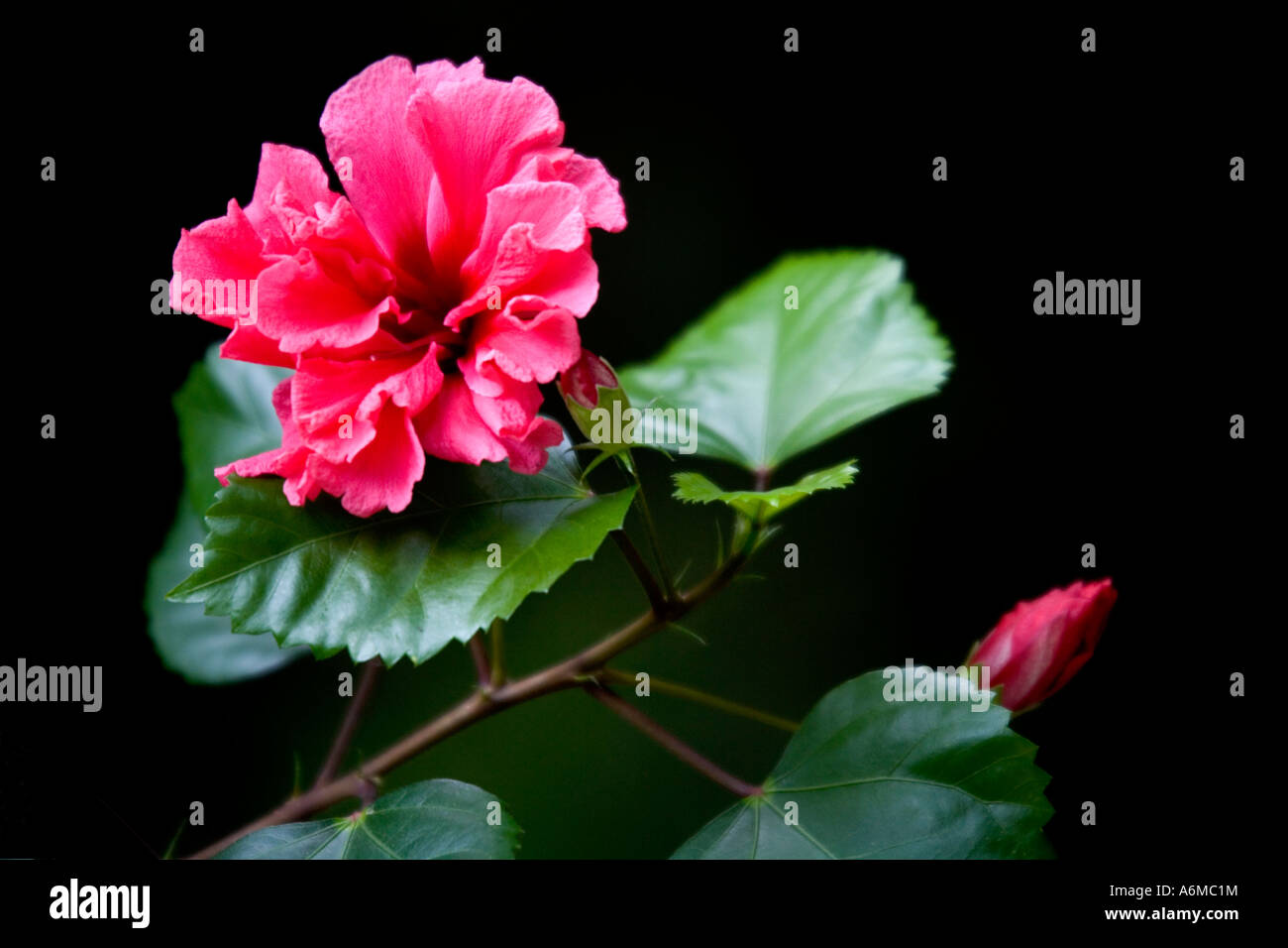 Deep red hibiscus hi-res stock photography and images - Alamy