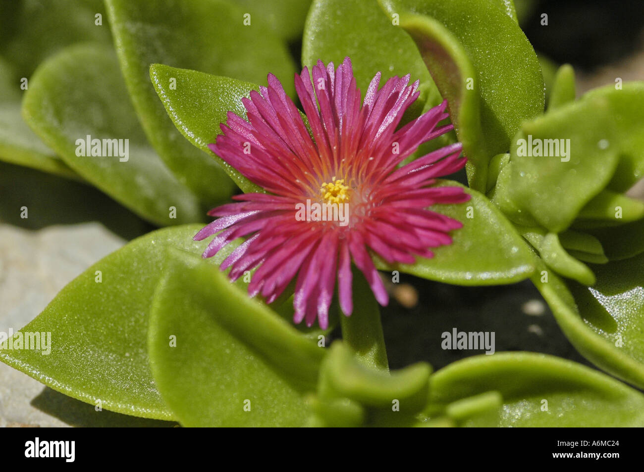 flower in Turkey Oludeniz small about 3 centimeters in diameter Stock ...