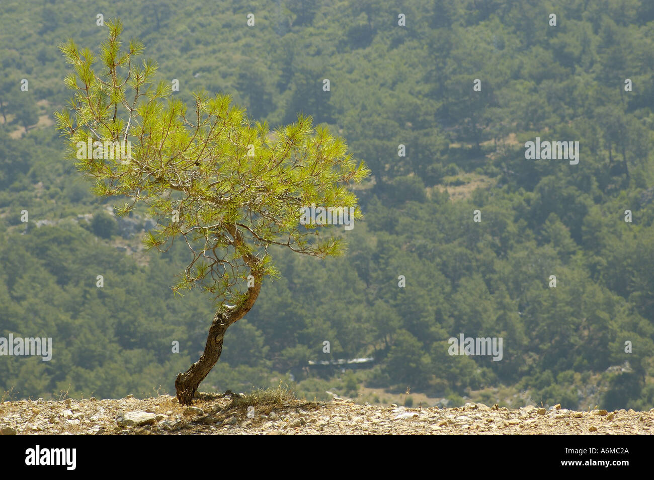 small abies tree in Turkey Oludeniz Stock Photo - Alamy