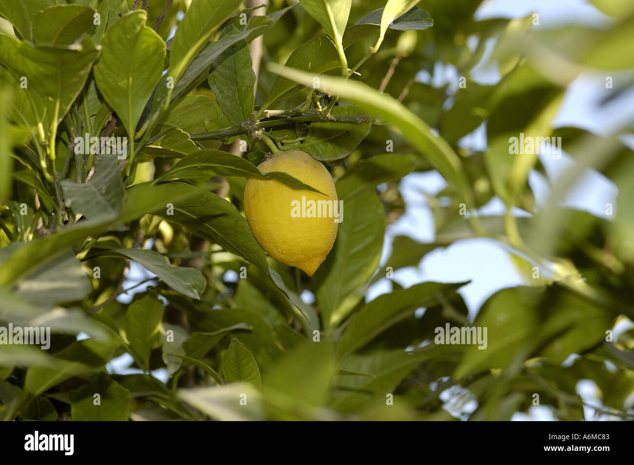 Persian lemons hi-res stock photography and images - Alamy