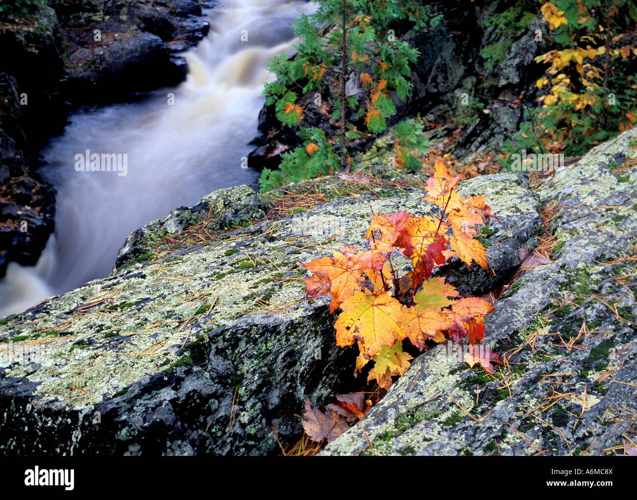 Getting a foothold maple tree hi-res stock photography and images - Alamy