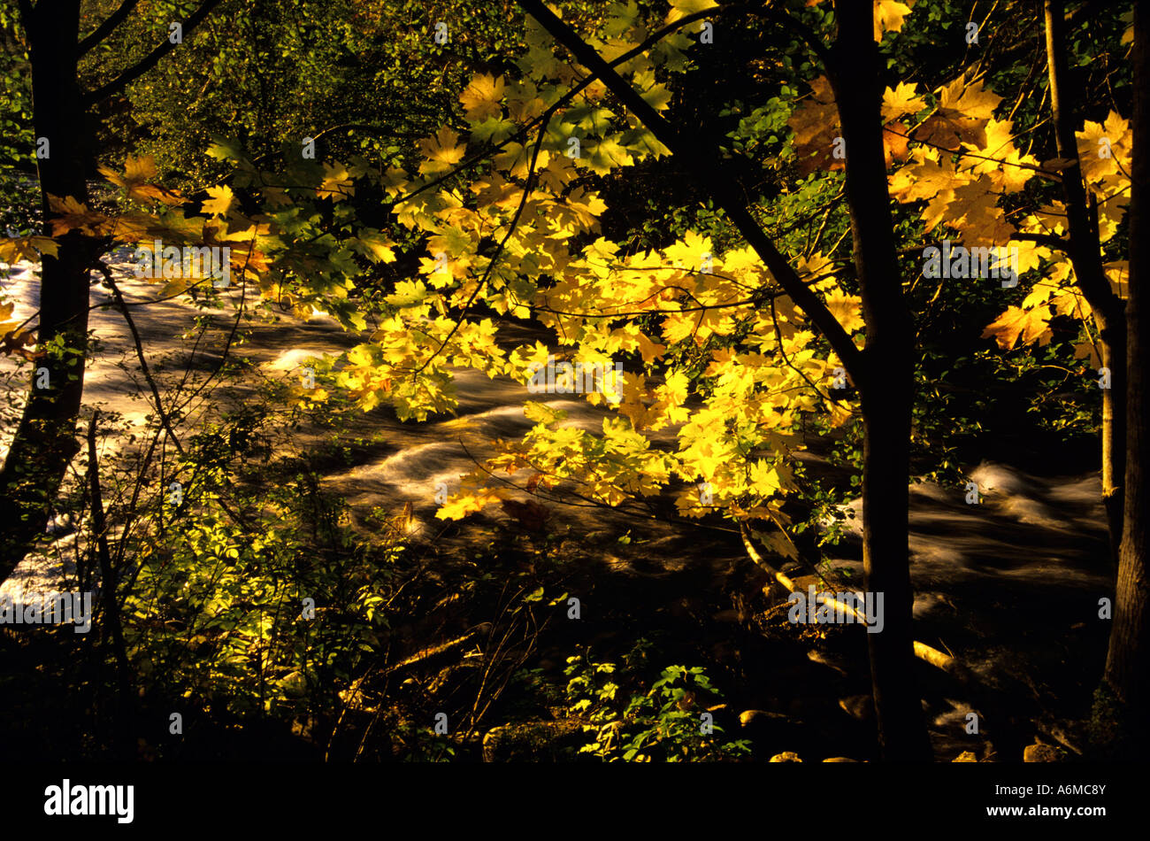 Sun back lighting yellow maple trees Stock Photo - Alamy