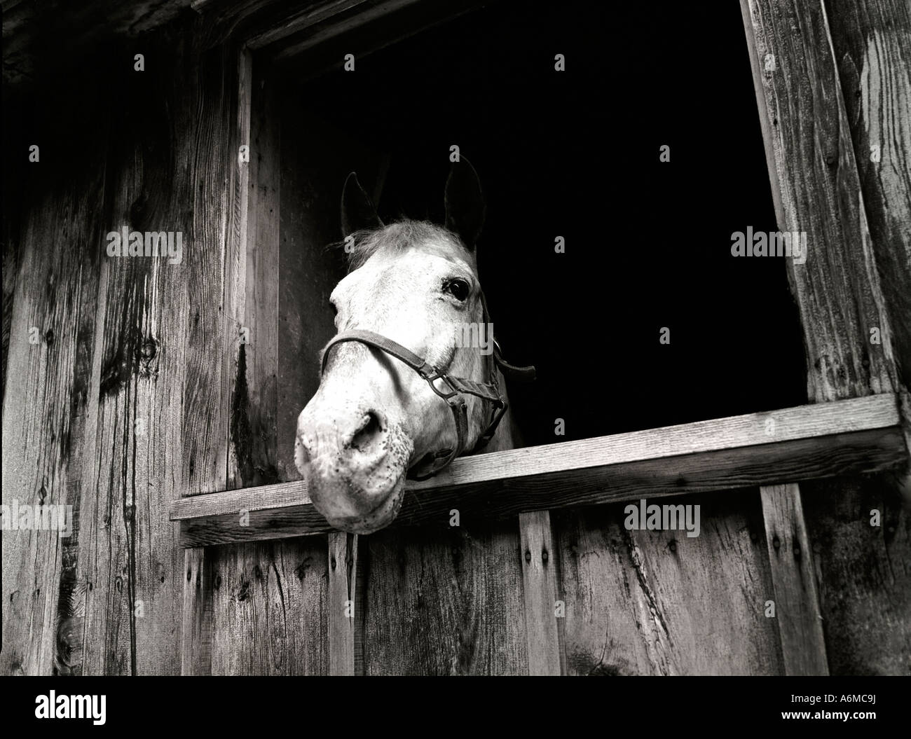 Horse looking through a barn window, Windsor, Ontario, Canada Stock ...