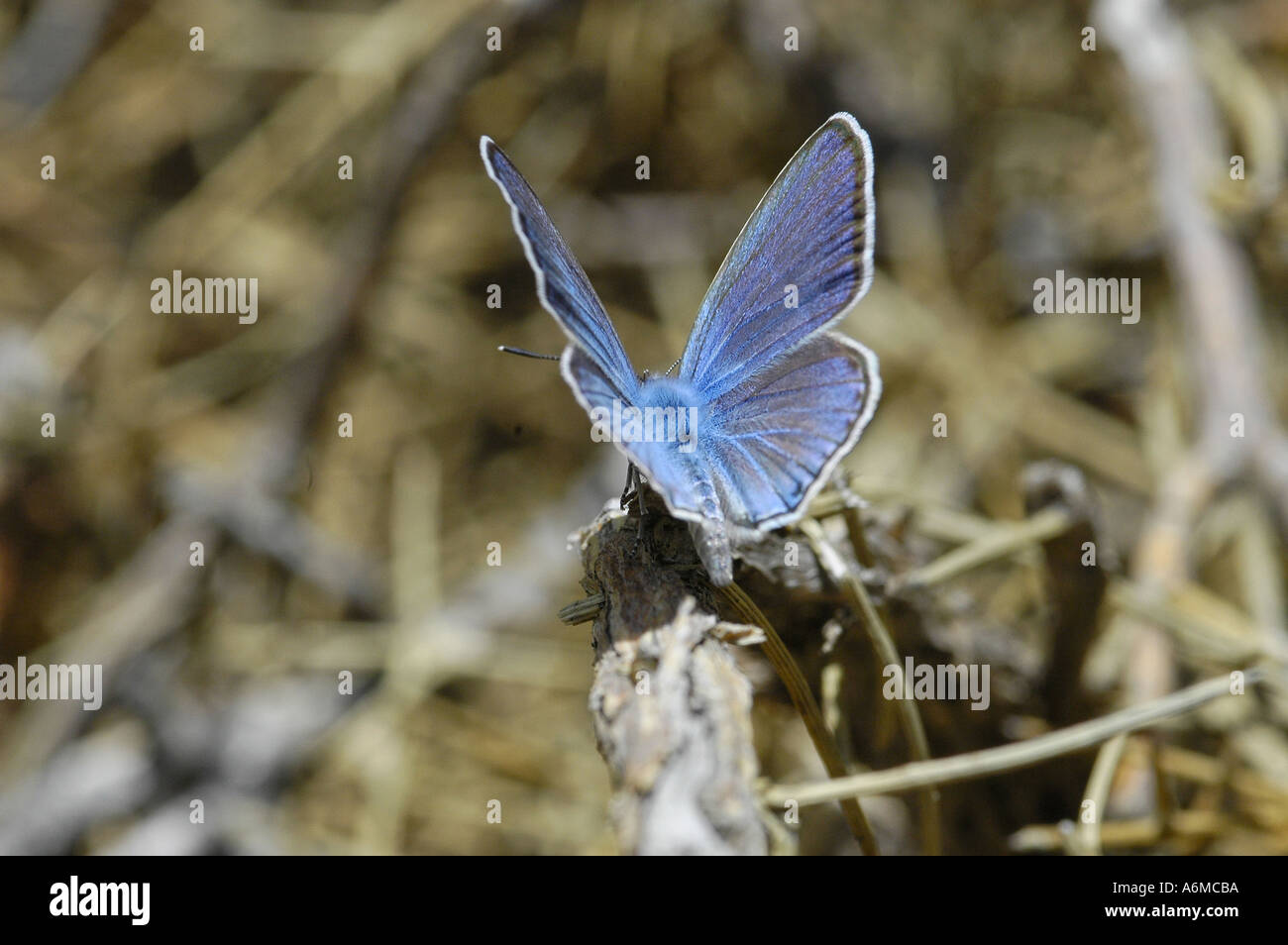 butterfly in turkey Stock Photo - Alamy
