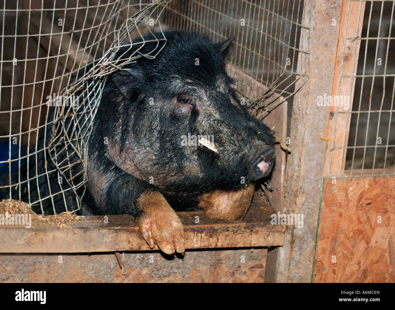 A Boar Sticking Its Head Out Of its Enclosure Stock Photo - Alamy