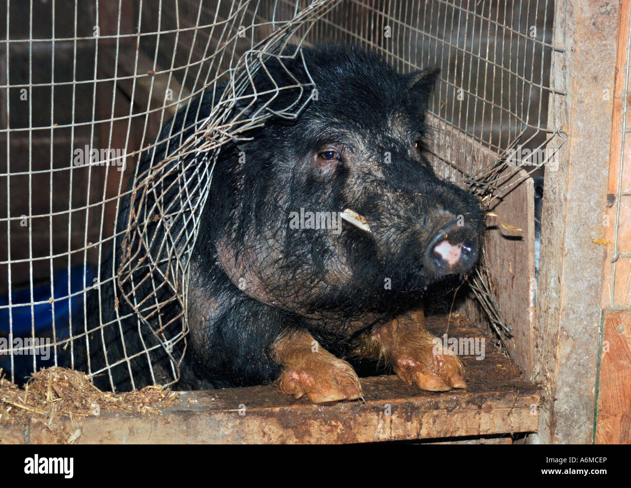 A Boar Sticking Its Head Out Of its Enclosure Stock Photo - Alamy