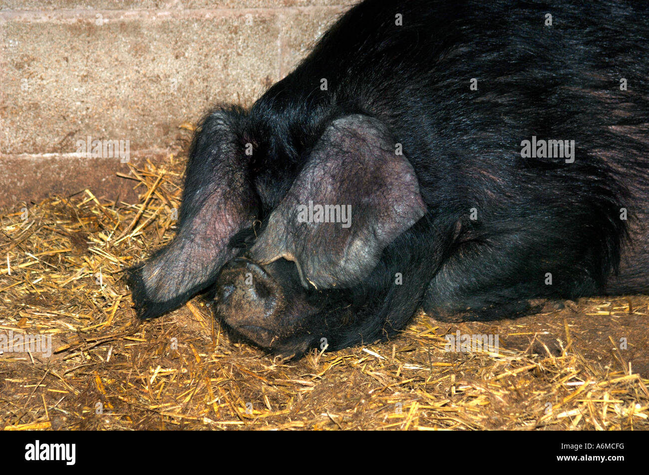 A British Black Pig Stock Photo - Alamy