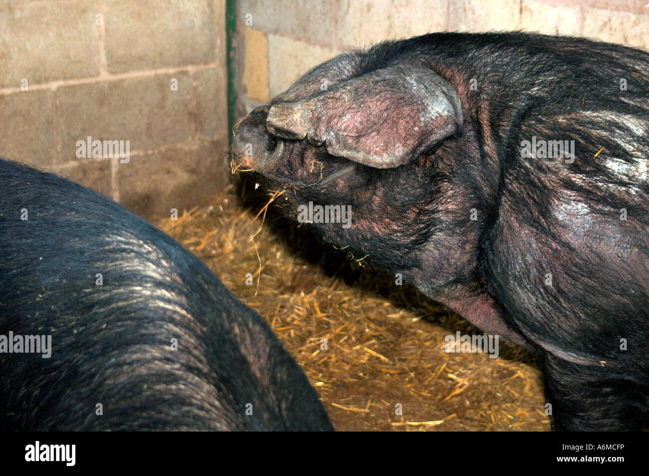 A British Black Pig Stock Photo - Alamy
