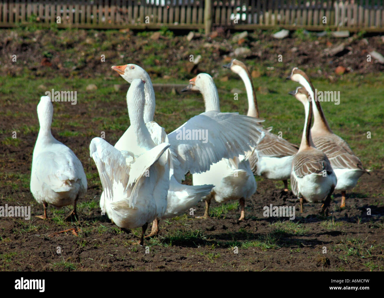 A Gaggle Of Geese Stock Photo - Alamy