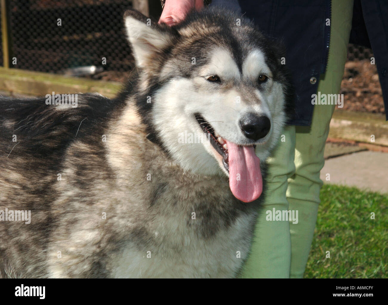Alaskan Malamute Dog Stock Photo - Alamy