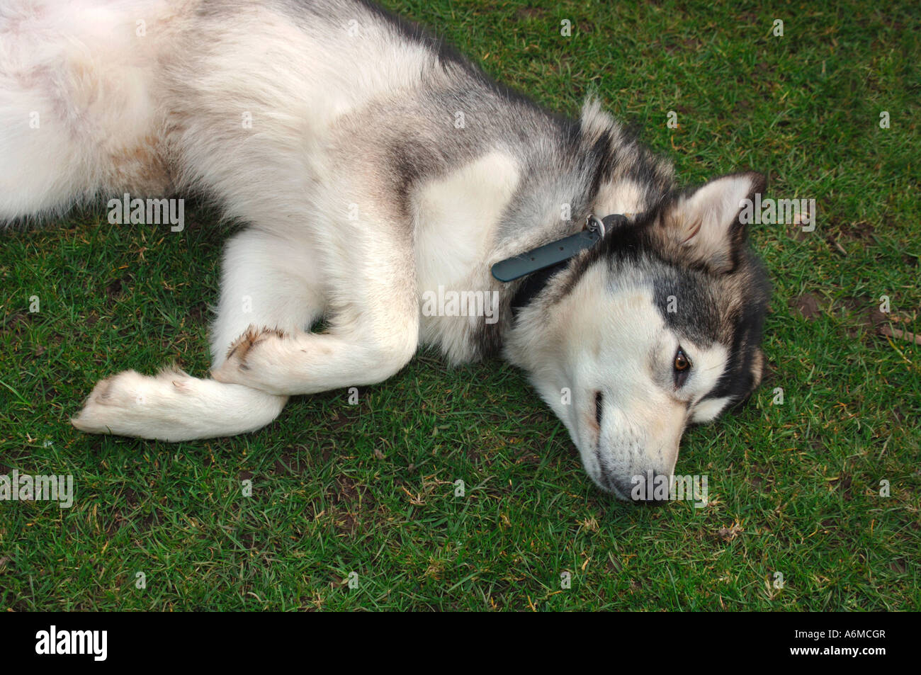 Alaskan Malamute Dog Stock Photo - Alamy