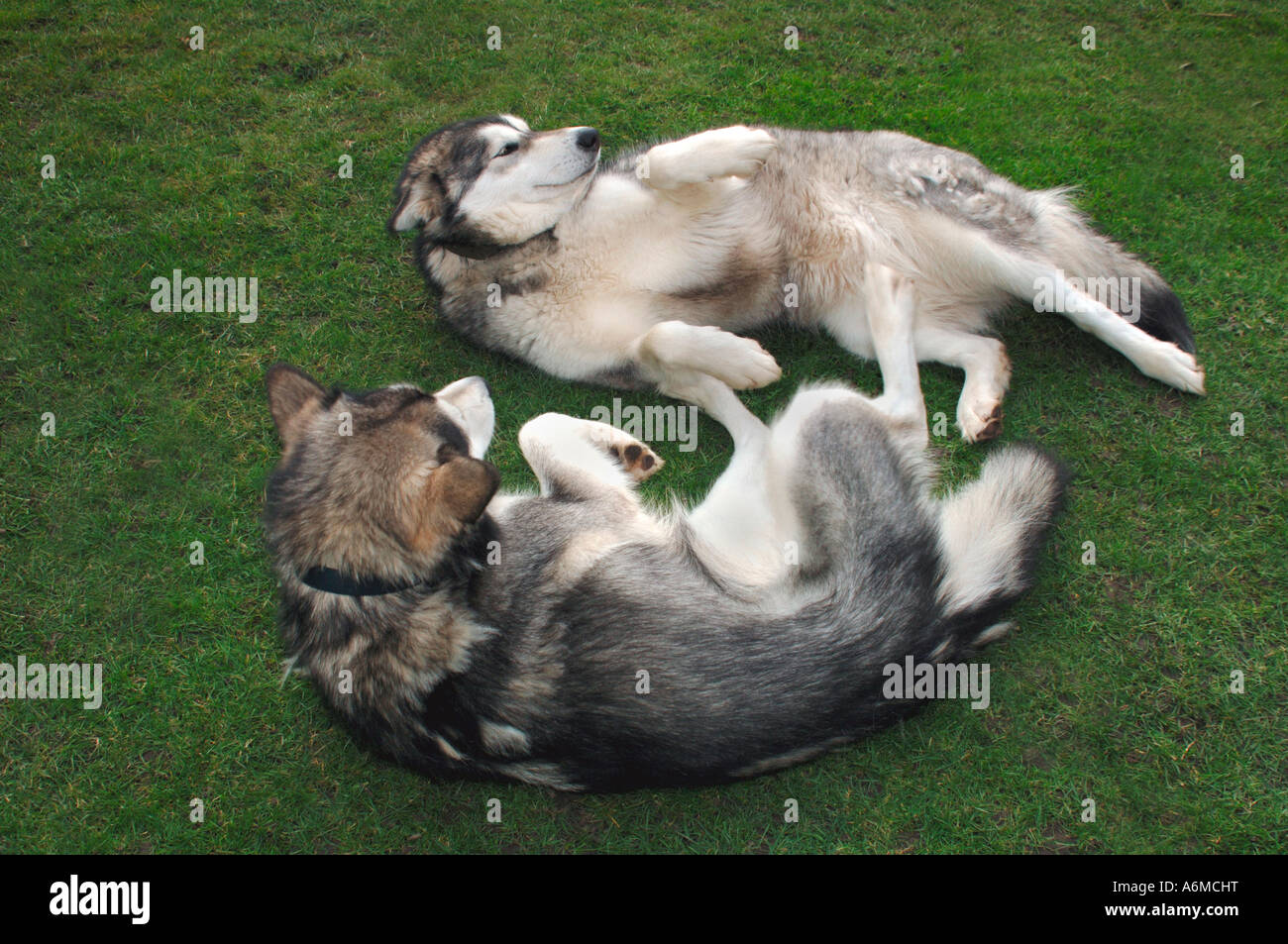 Alaskan Malamute Dogs Stock Photo - Alamy