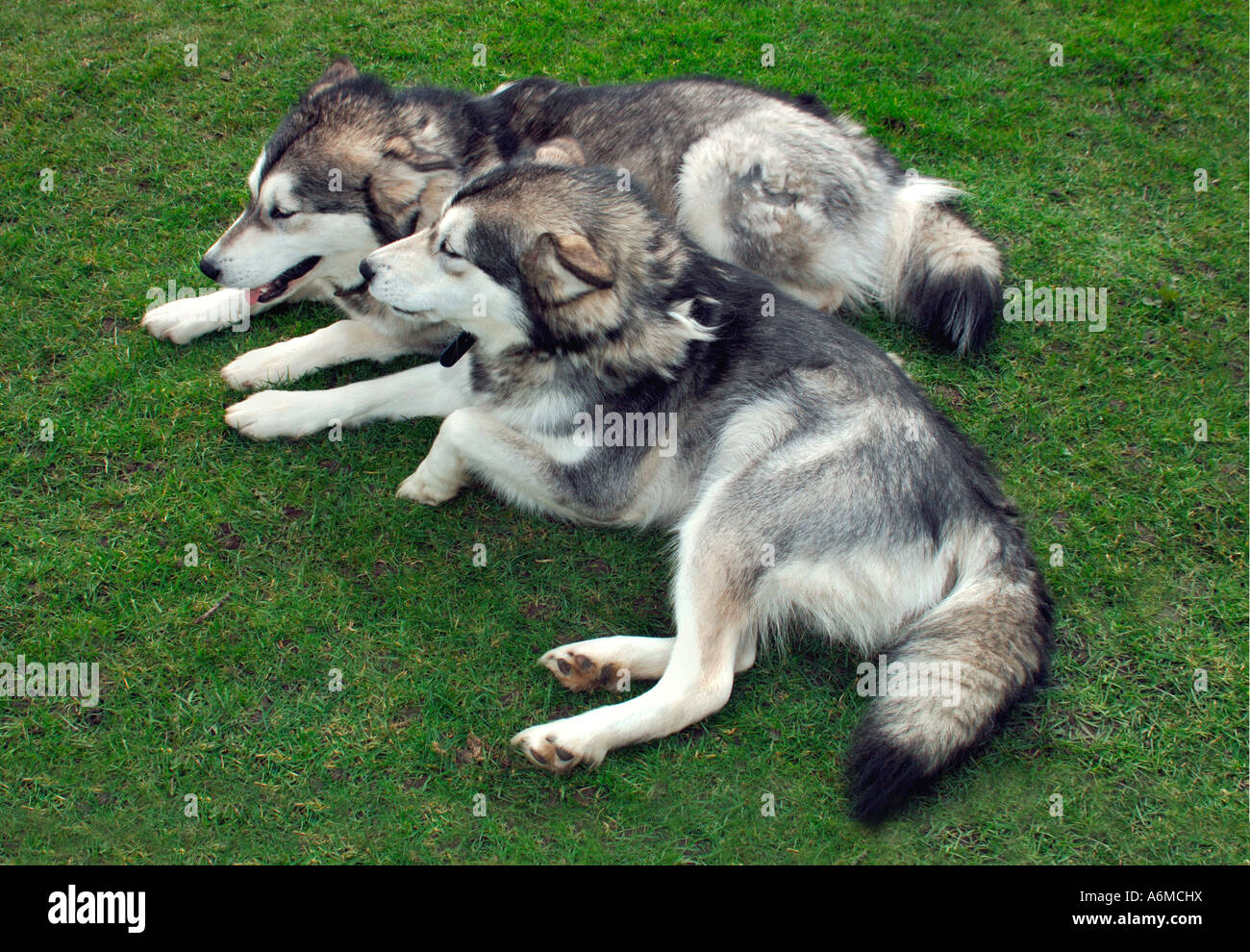 Alaskan Malamute Dogs Stock Photo - Alamy