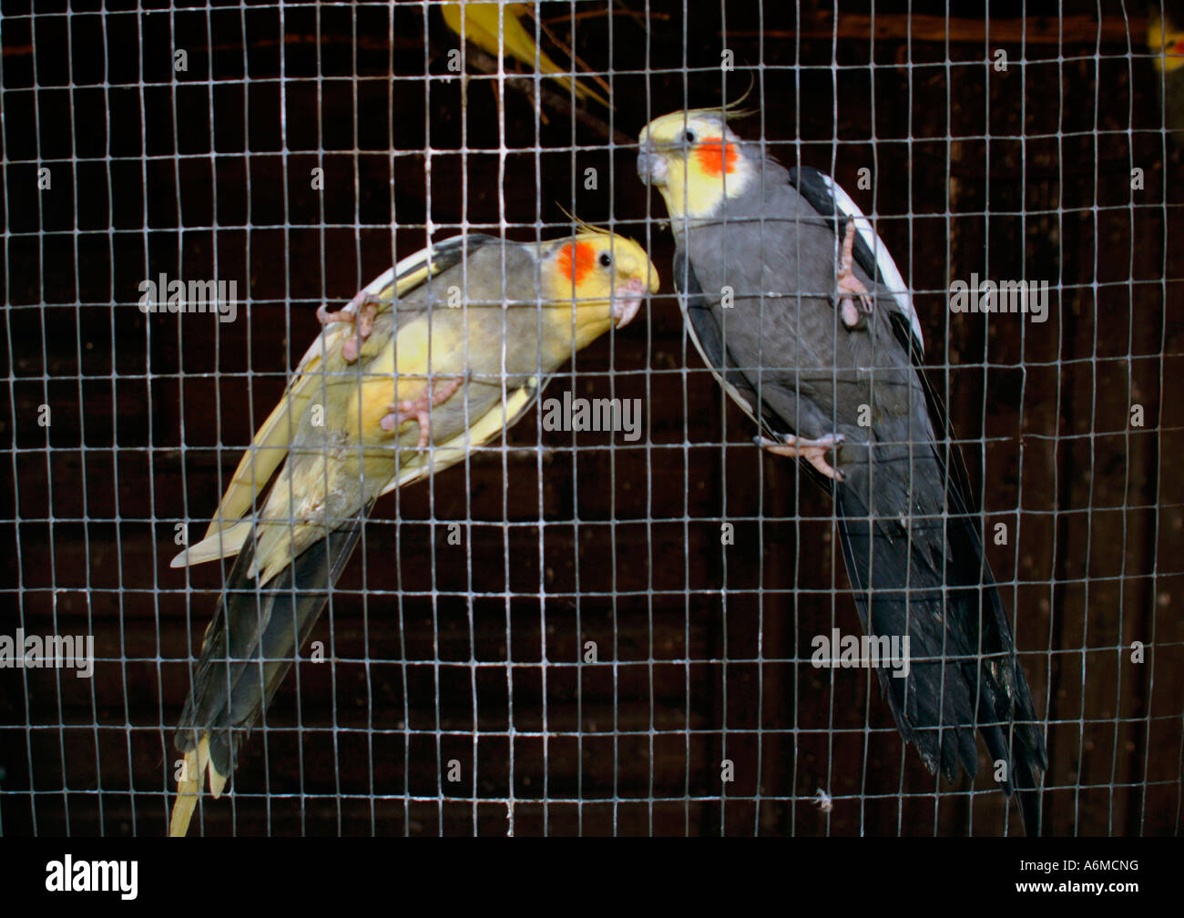 Captive Cockatiel Birds Stock Photo - Alamy