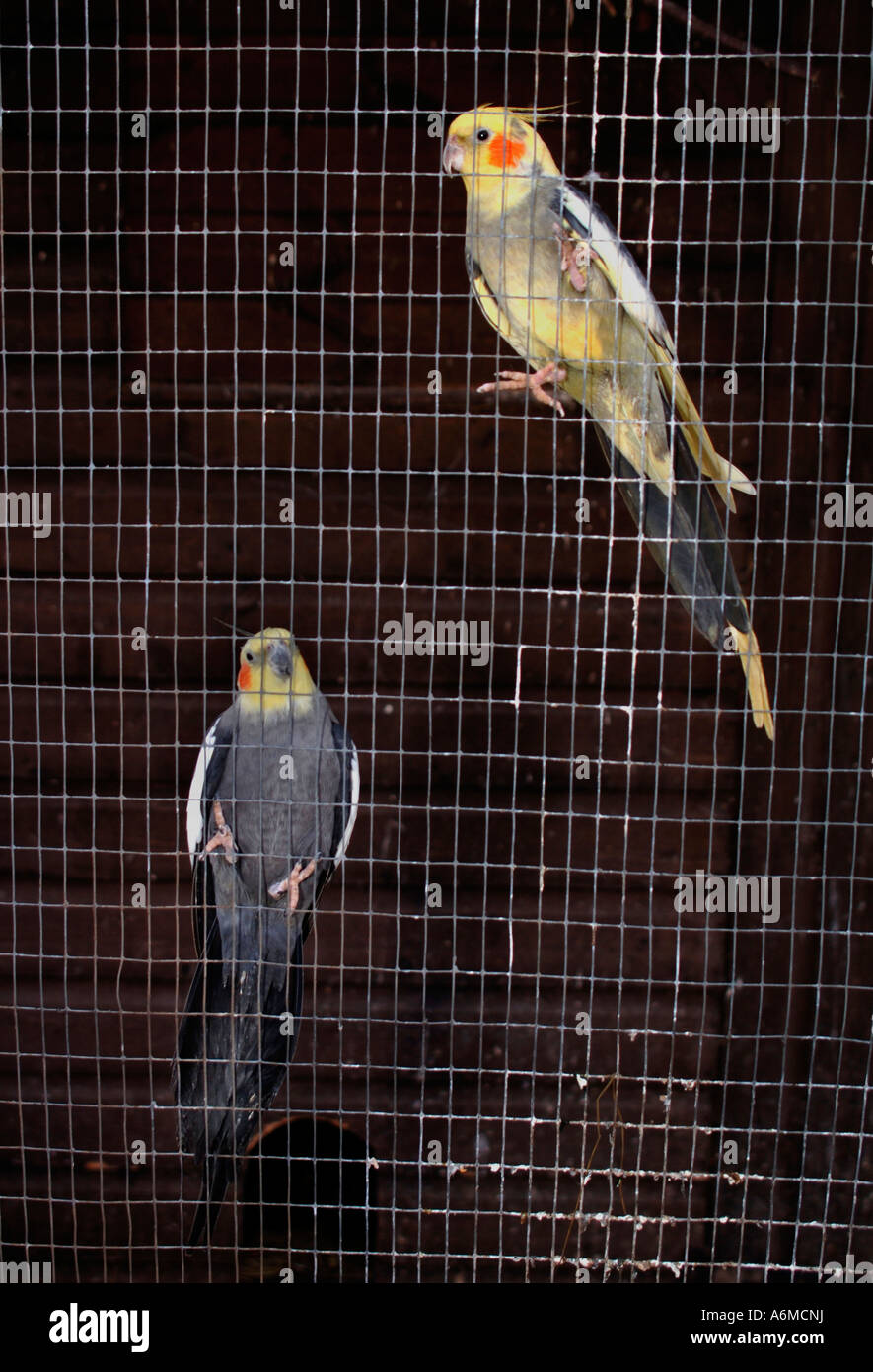 Captive Cockatiel Birds Stock Photo - Alamy