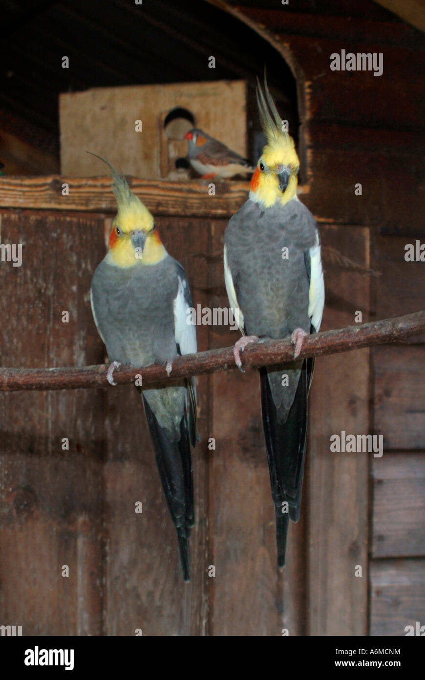 Captive Cockatiel Birds Stock Photo - Alamy