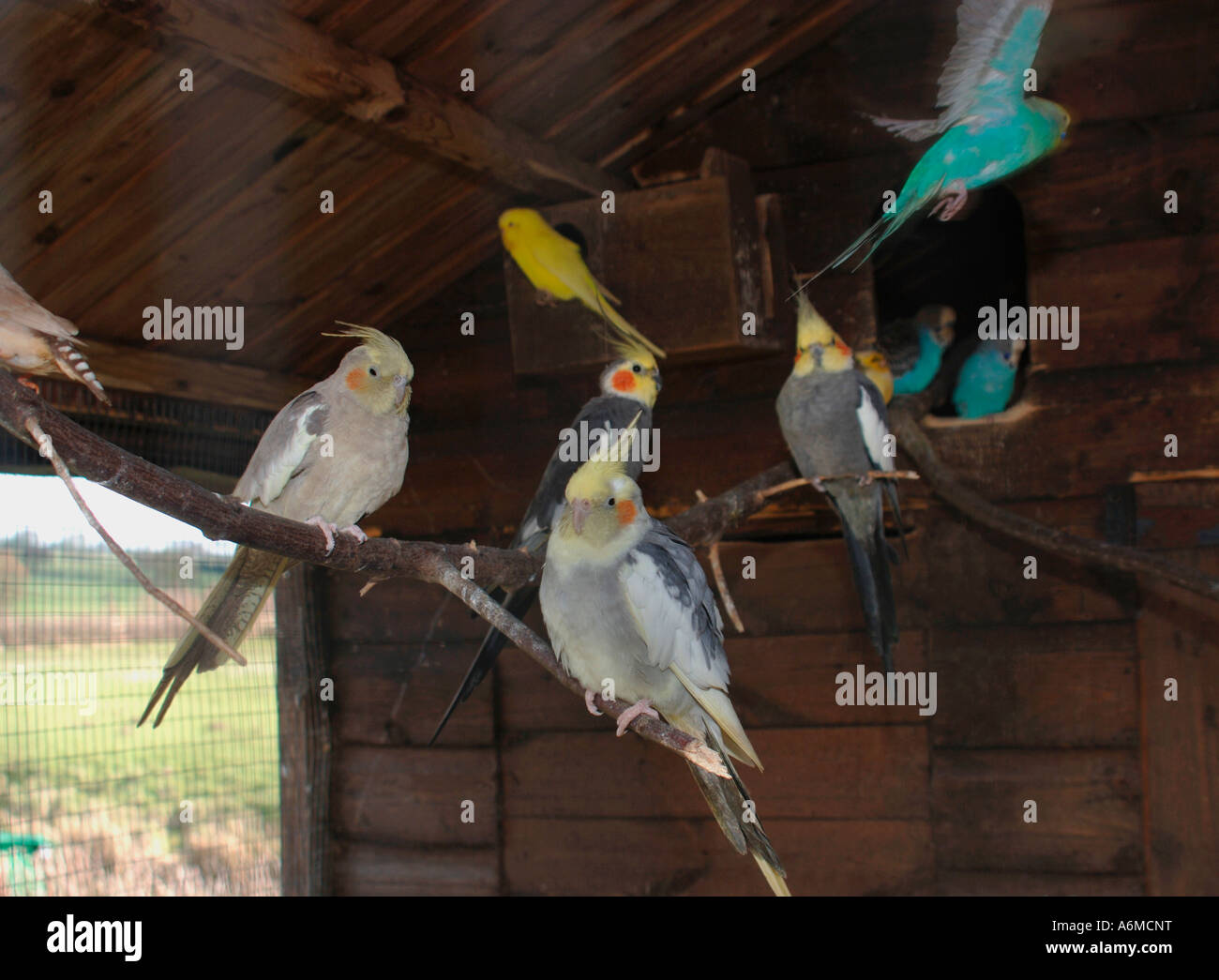 Inside An Avery Containing Different Species Of Birds Stock Photo - Alamy